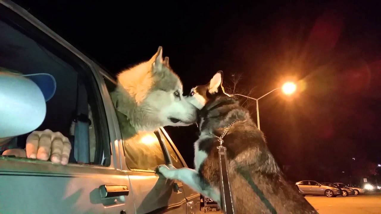 185 lbs. Alaskan Malamute vs 70 lbs. Siberian Husky - YouTube