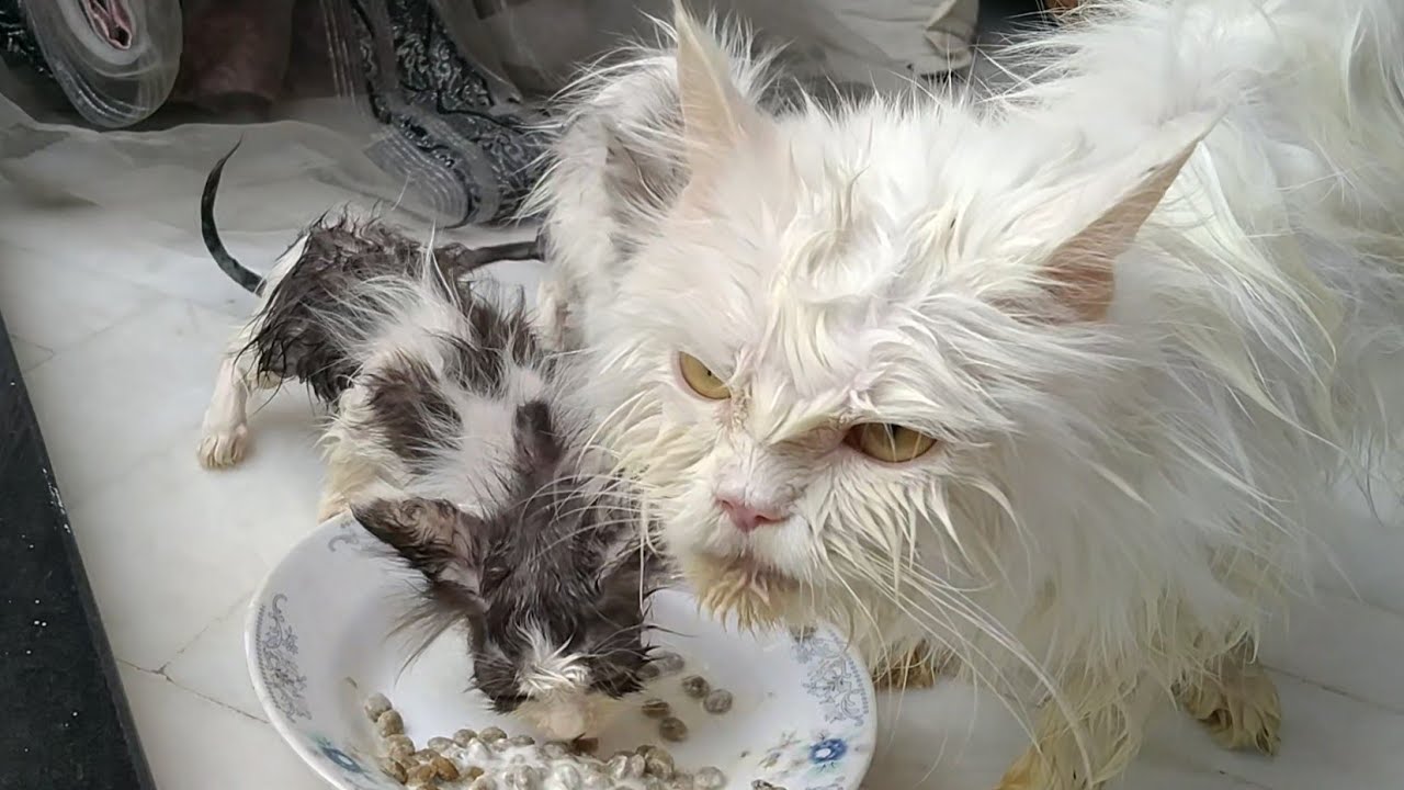 Cat Family After Taking Bath Got Angry With Dad But They Are Looking ...