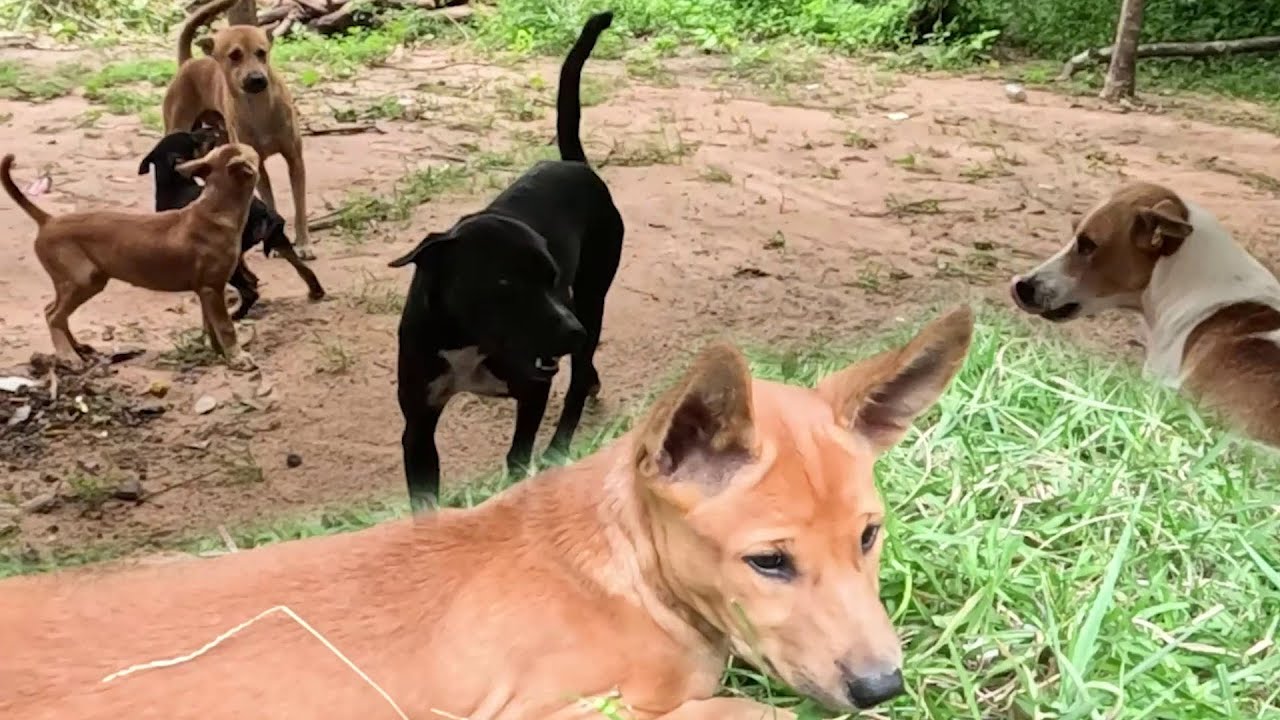 Sun Chhay Catches HUGE Frog and You Won't Believe What Happens! - YouTube