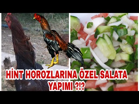 #HİNT HOROZLARINA SALATA YAPIMI ?!? #hinthorozu #hintbeslenmesi #hintneyer