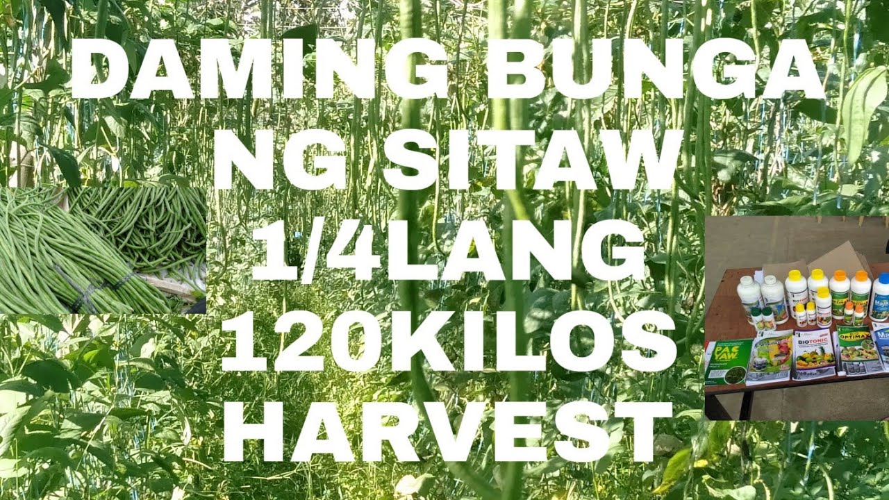 Magada variety sitaw kikita kau makisig from EastWest from ...