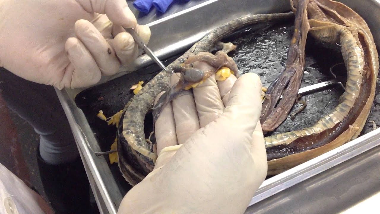 Snake - Internal Anatomy 2 - YouTube