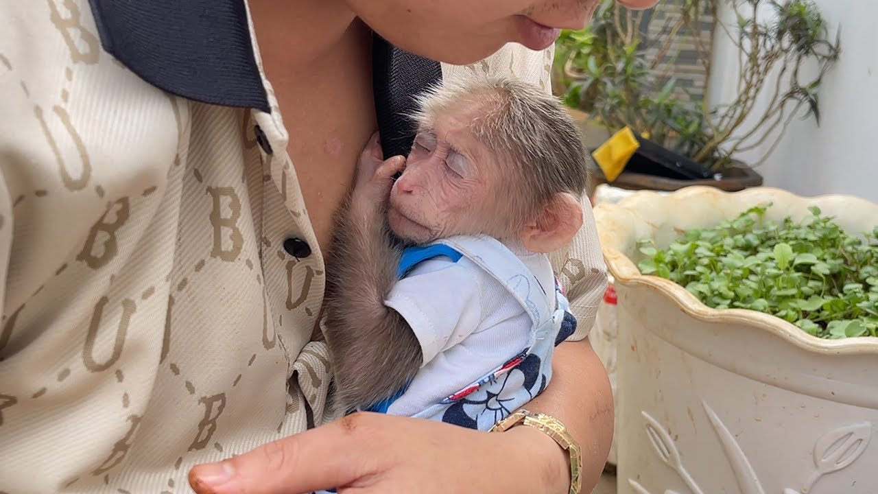 So cute! CUBIS fell asleep while tending trees with Dad 😂😂😂 - YouTube
