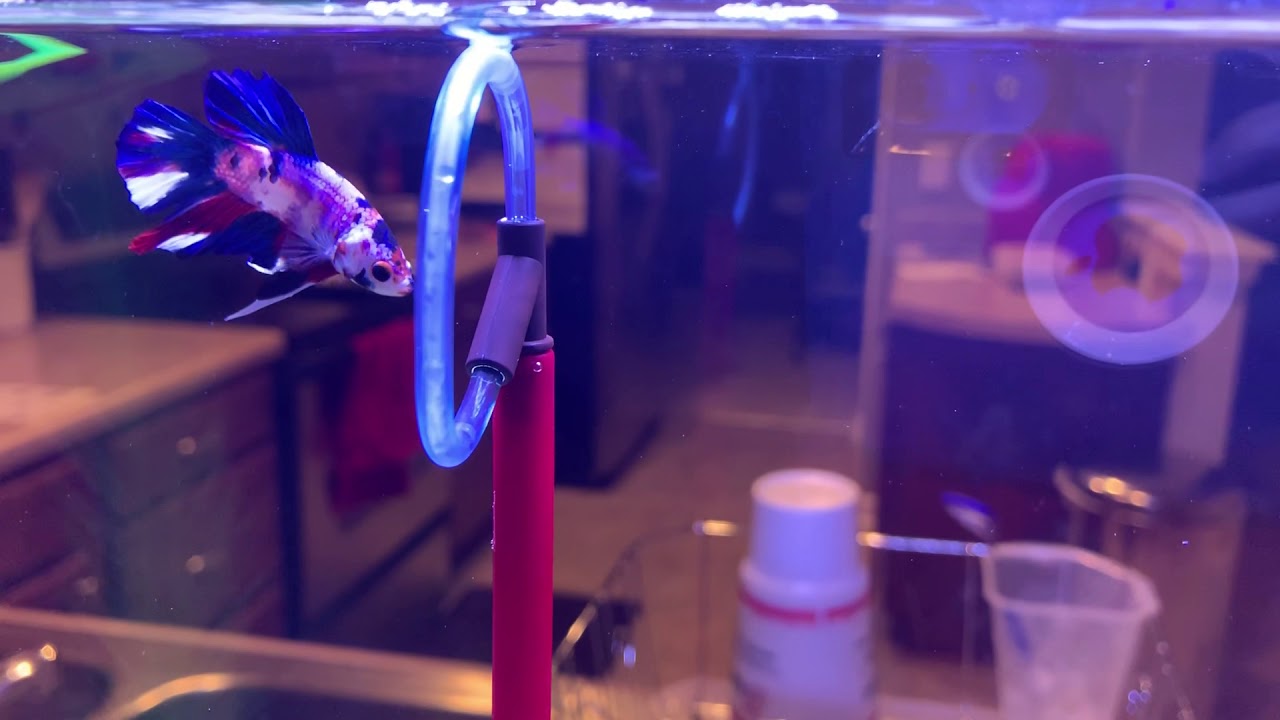 Jack the Trained Betta Fish goes through a hoop 3 times! - YouTube