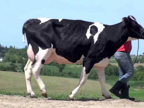 Accelerated Genetics Bull Pages - YouTube