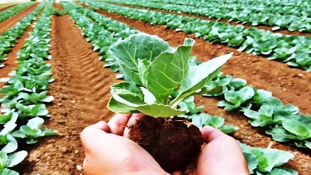 ORGANIC kheti mere HOMETOWN ME 😍 - YouTube