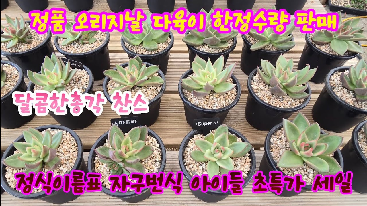 달총이 찬스로 준비한 정식 이름표 포함해서 자구번식 다육이 선별해서 초특가판매 속아서 사지마시고 정품을 구매 하세요 정품이름표 자구번식 슈마트라 영마니다육 달콤한