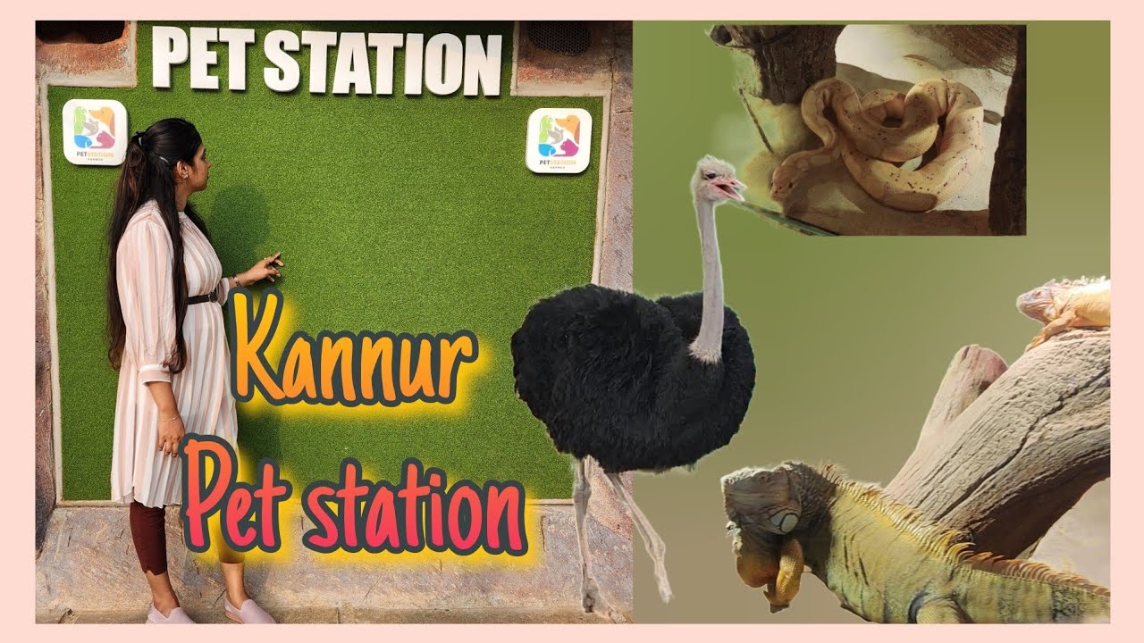 കണ്ണൂർ Pet station കണ്ടു 😍 അടിപൊളി || Kannur pet station experience ...