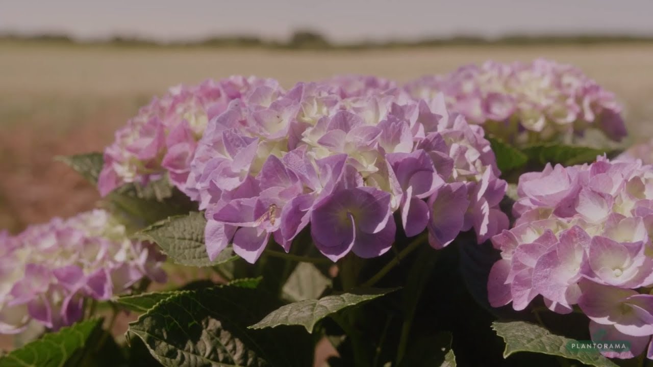 Hortensia guide | Udplantning og pasning af hortensia | Plantorama ...