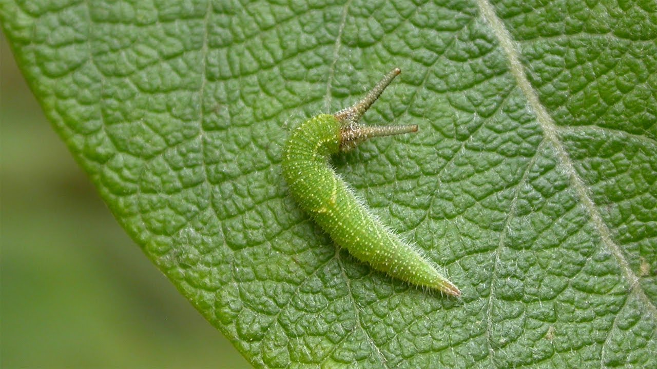 Checking again for Purple Emperor larvae - YouTube