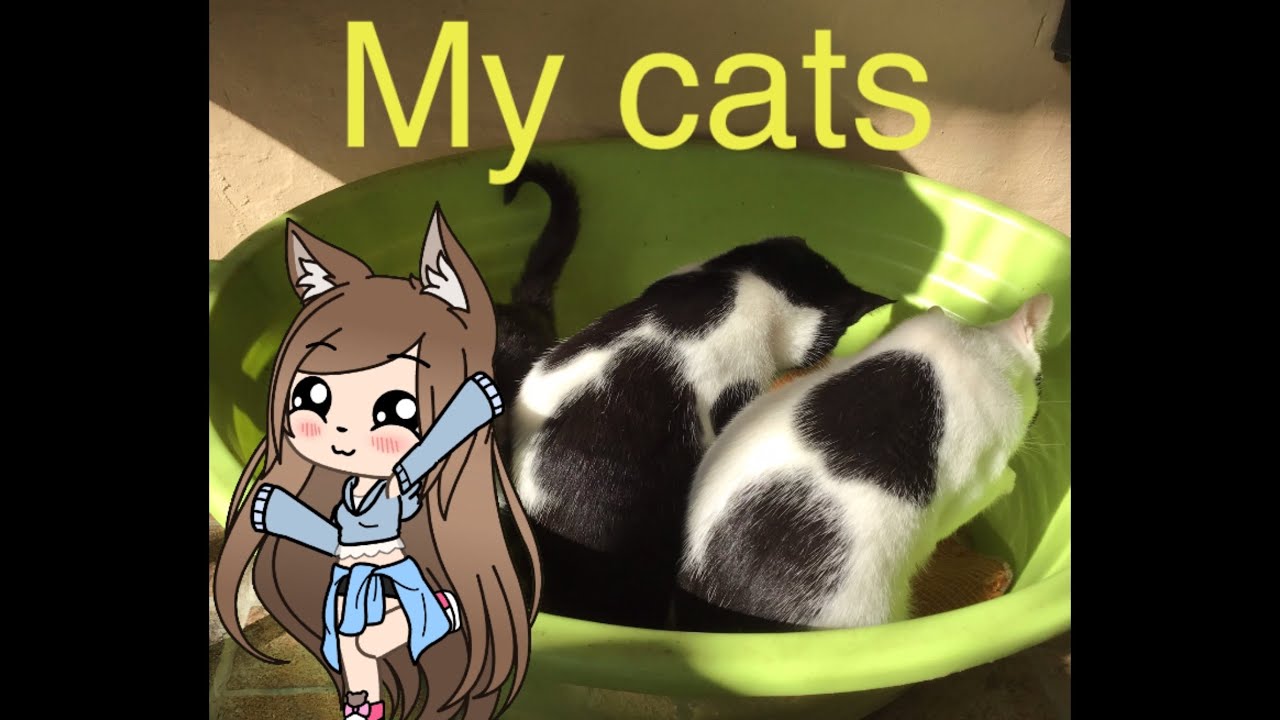 Showing you my five cats - YouTube