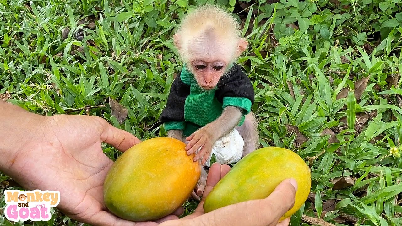 Baby monkey wants to choose a bigger mango - YouTube