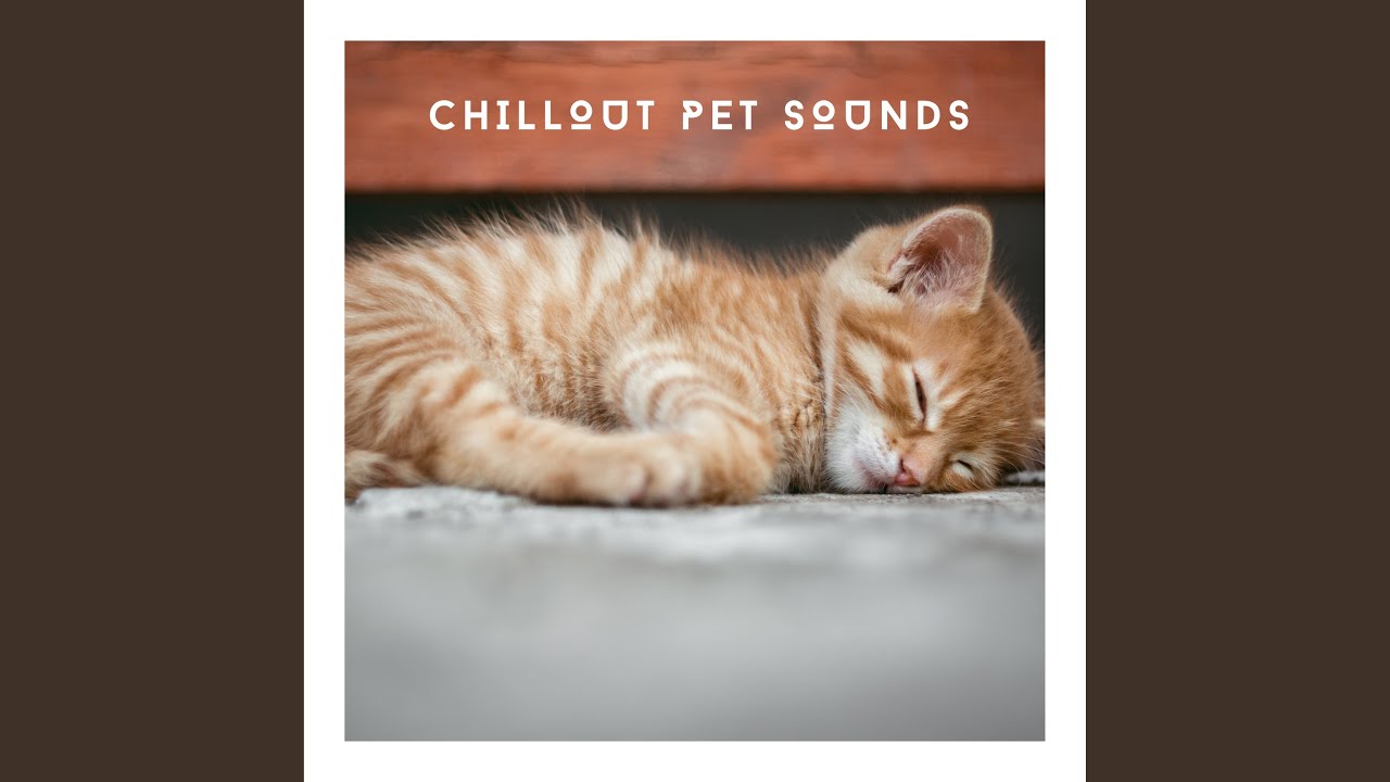 Ambient Pet Sounds - YouTube