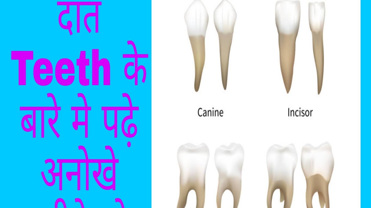 Teeth class# Human teeth#दाँत के बारे मे# Teeth ke bare me # k. k ...