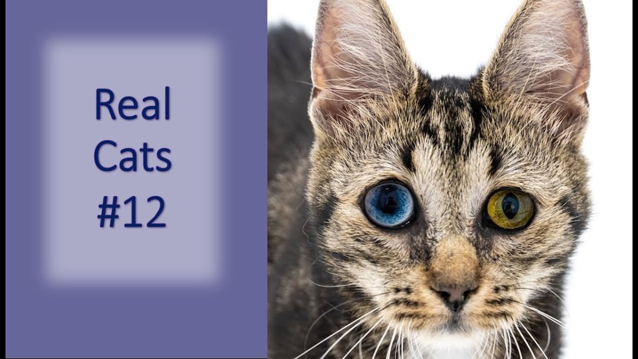 Real Cats #12 - YouTube