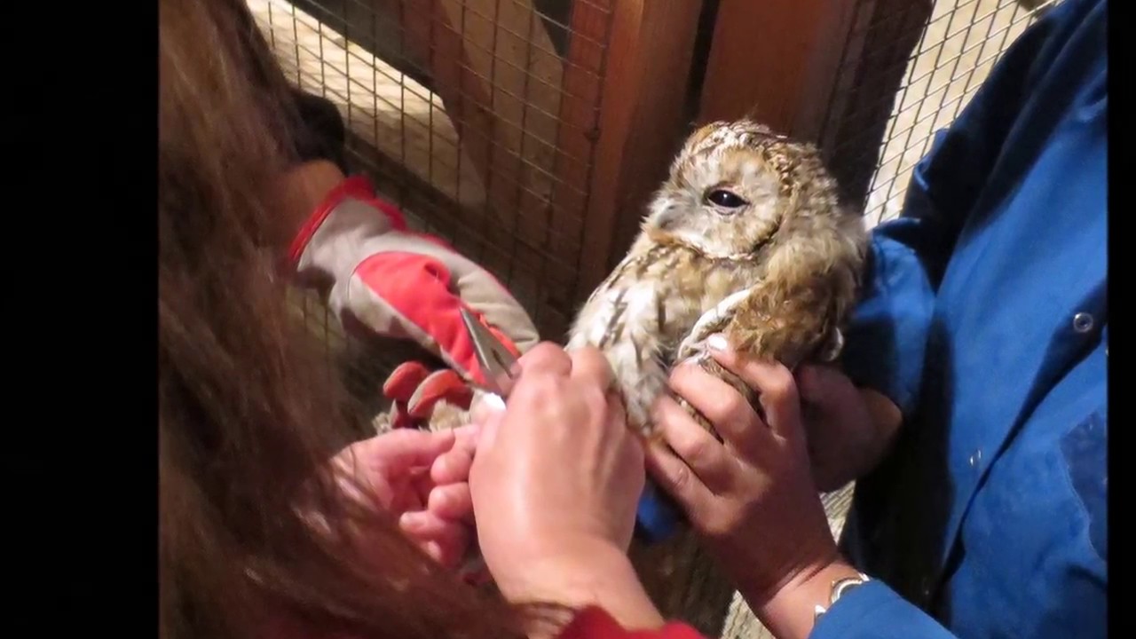 kodukakk loodusesse - YouTube