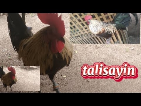 talisayin#roster#singleforever#singlelife#welcome2025 - YouTube