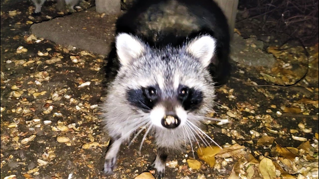 The Raccoon Lounge - Episode 136 - Injured Raccoon Stops By! #raccoon # ...