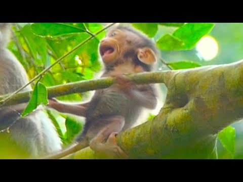 Poor Little Baby Monkey So S//care Loudly Unhappy To Stay Far From Mom ...