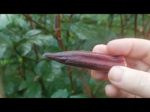 Jing Orange Okra from Baker Creek - a Quick Overview - YouTube