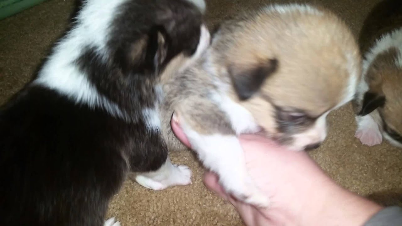 3 week old sables and 1 week old red corgis - YouTube
