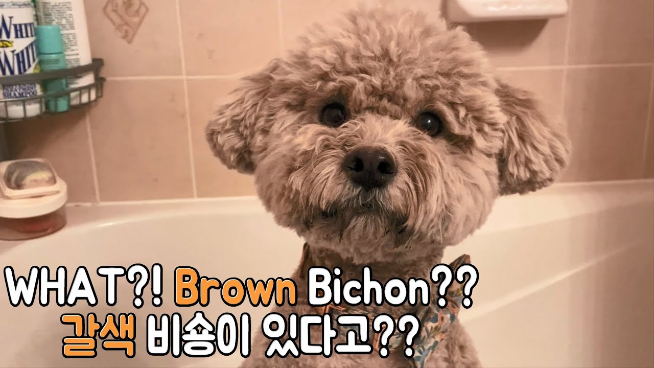 Have you ever seen a brown Bichon Frise? SOM-thing Special inevitable ...