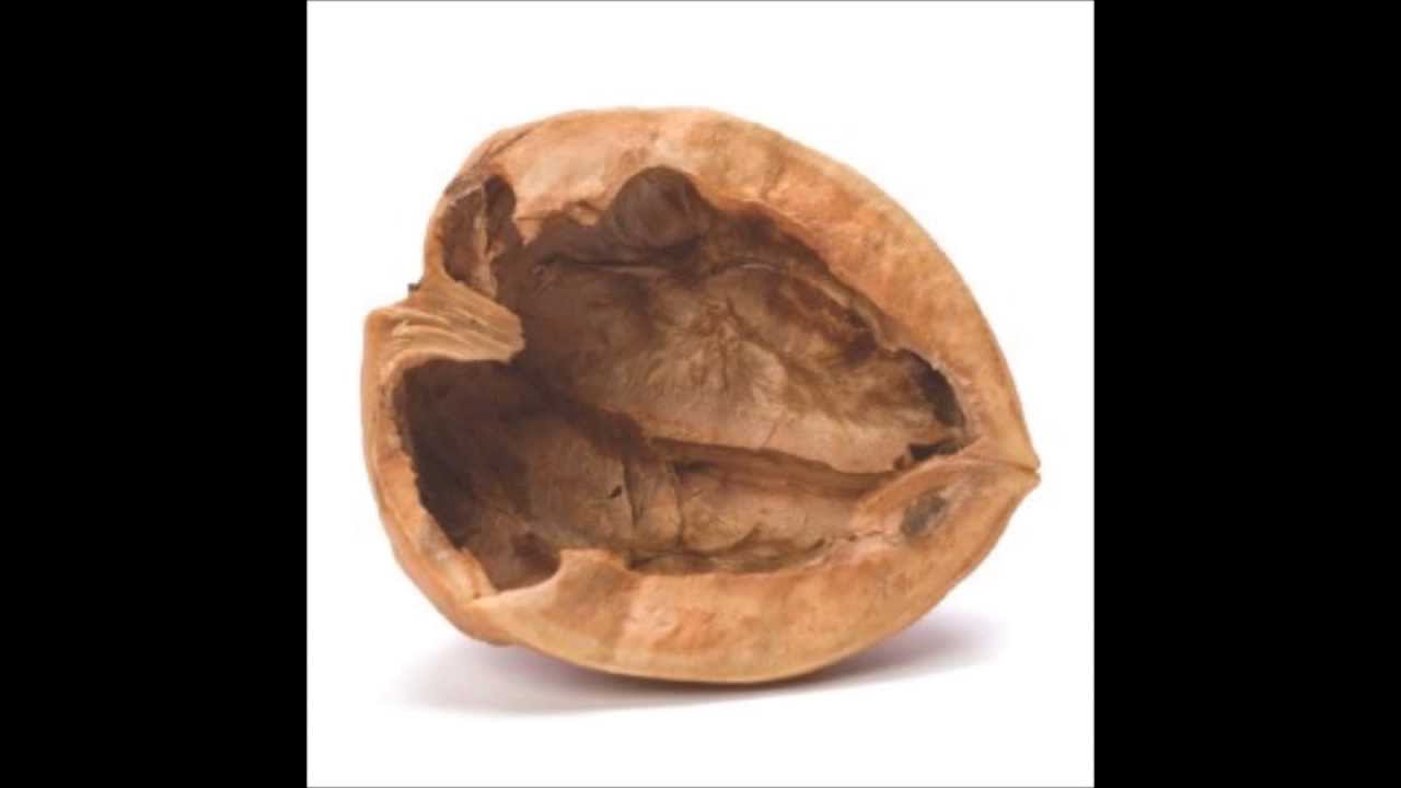 nutshells in a nutshell - YouTube