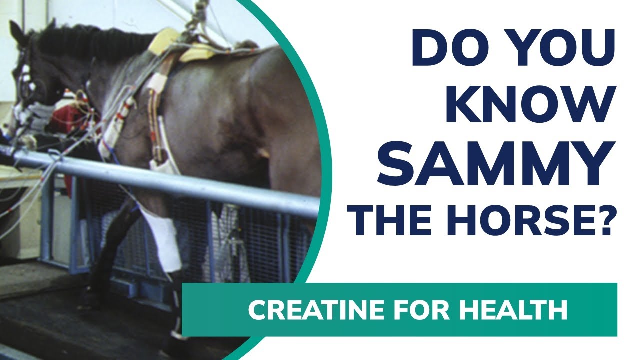 Sammy the Horse and the Birth of Creatine Supplementation Research ...