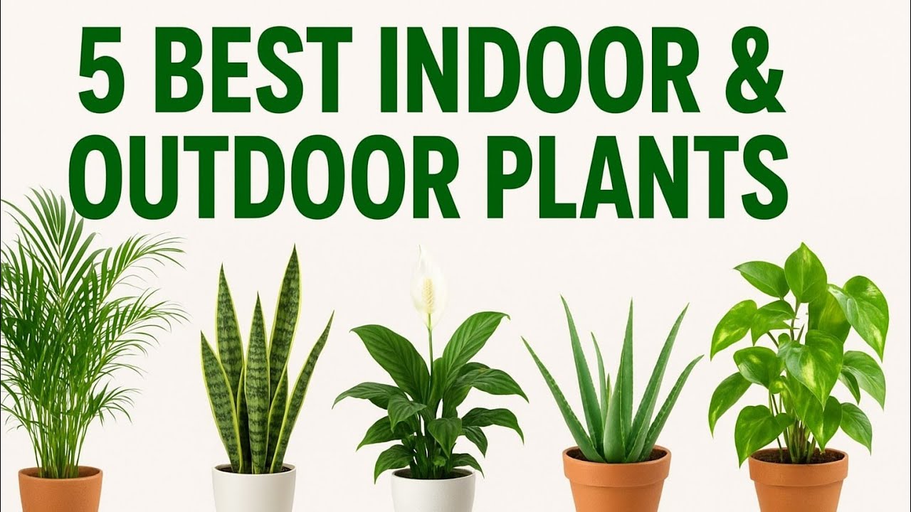 5 Best Plants for Both Indoor and Outdoor | Easy Care Plants for Home ...