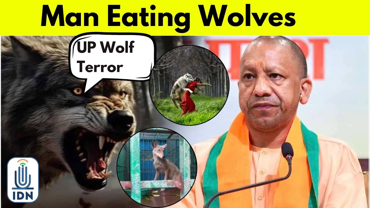 Man Eating Wolves in UP | IDNews - YouTube
