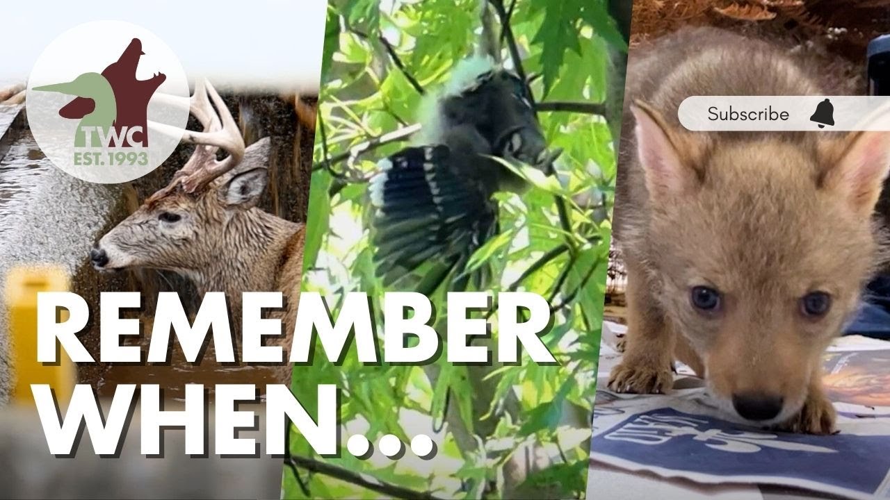 Toronto Wildlife Centre’s wildest moments of 2025 - YouTube
