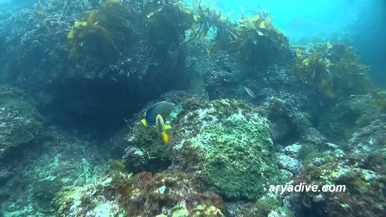 청줄돔#2(Chaetodontoplus septentrionalis)~ Bluestriped angelfish ...