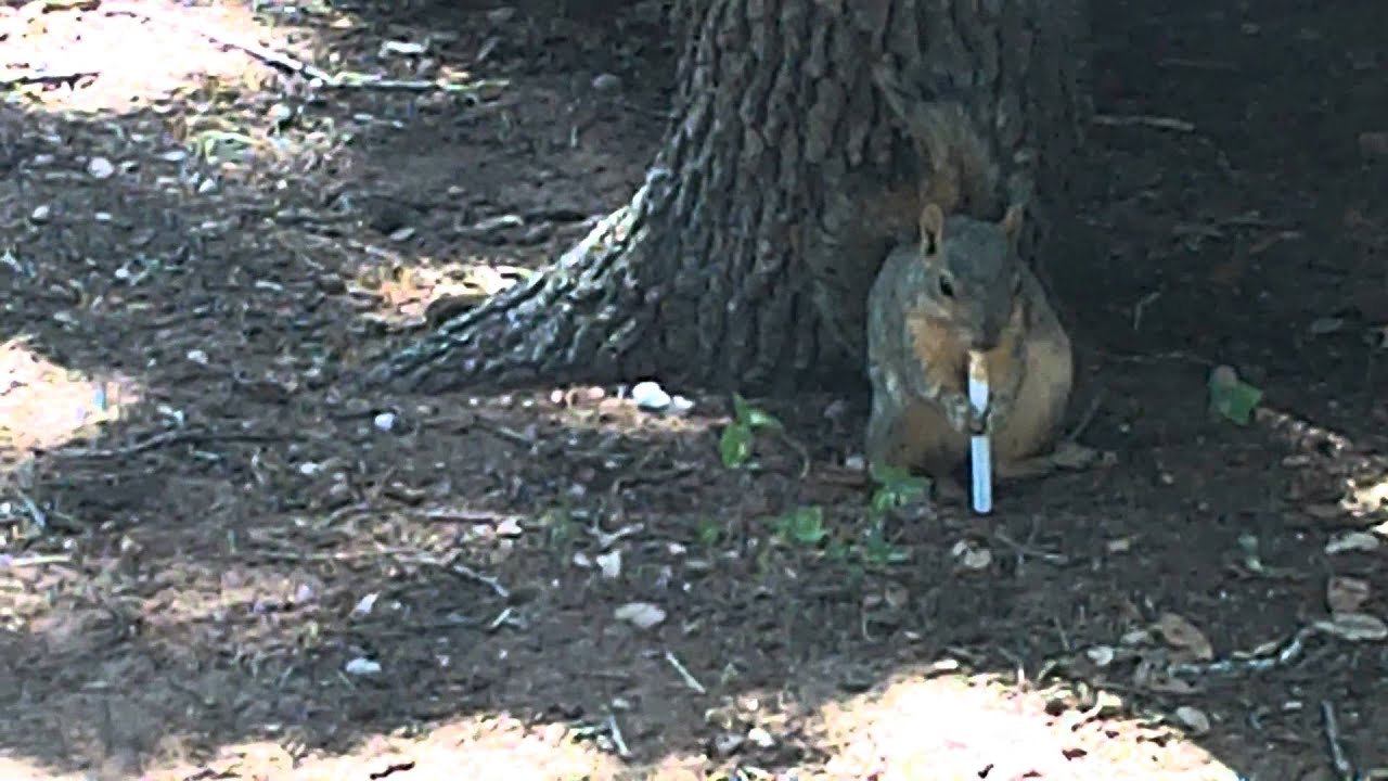 Squirrel smoking cigarette - YouTube