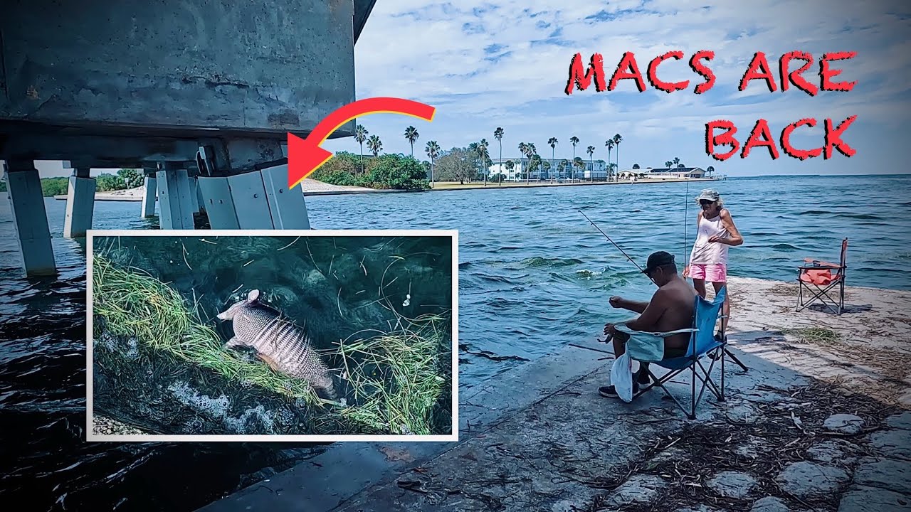 What’s Biting 5 Days After Hurricane Helene at Dunedin Causeway ...