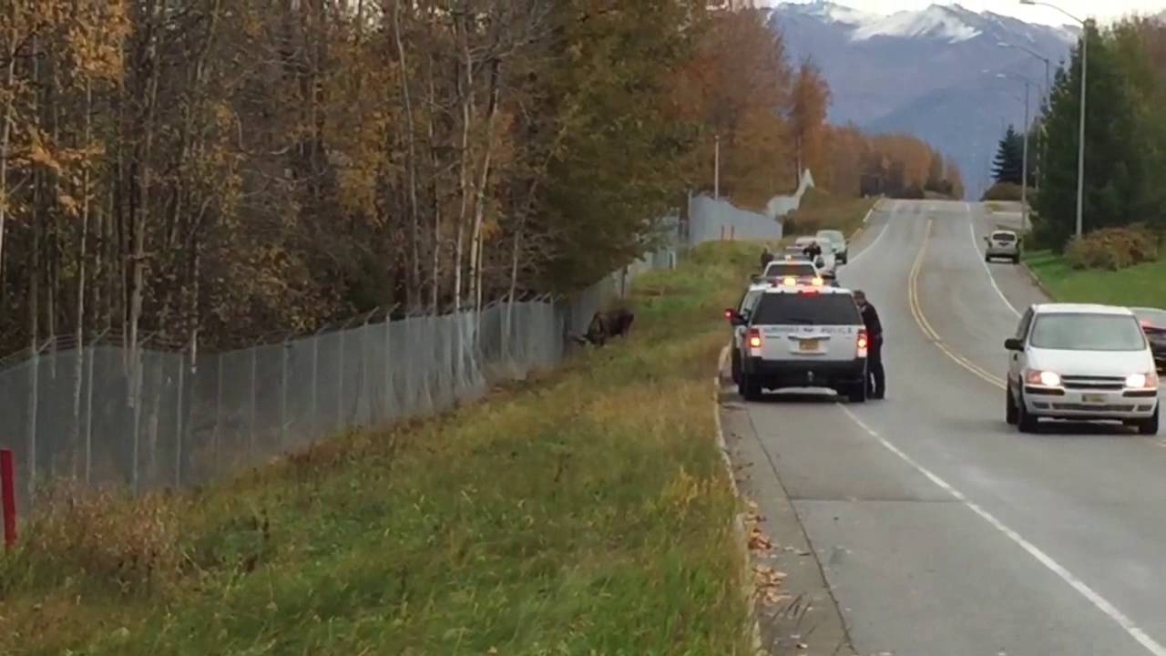 Moose fighting from each side of chainlink fence, Raspberry Rd ...