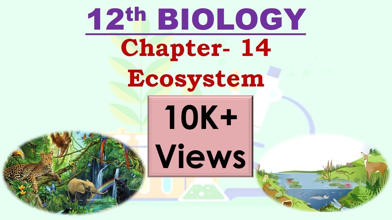 12th NCERT Biology- Chapter 14- Ecosystem (NEET, AIIMS, JIPMER, UPSC ...