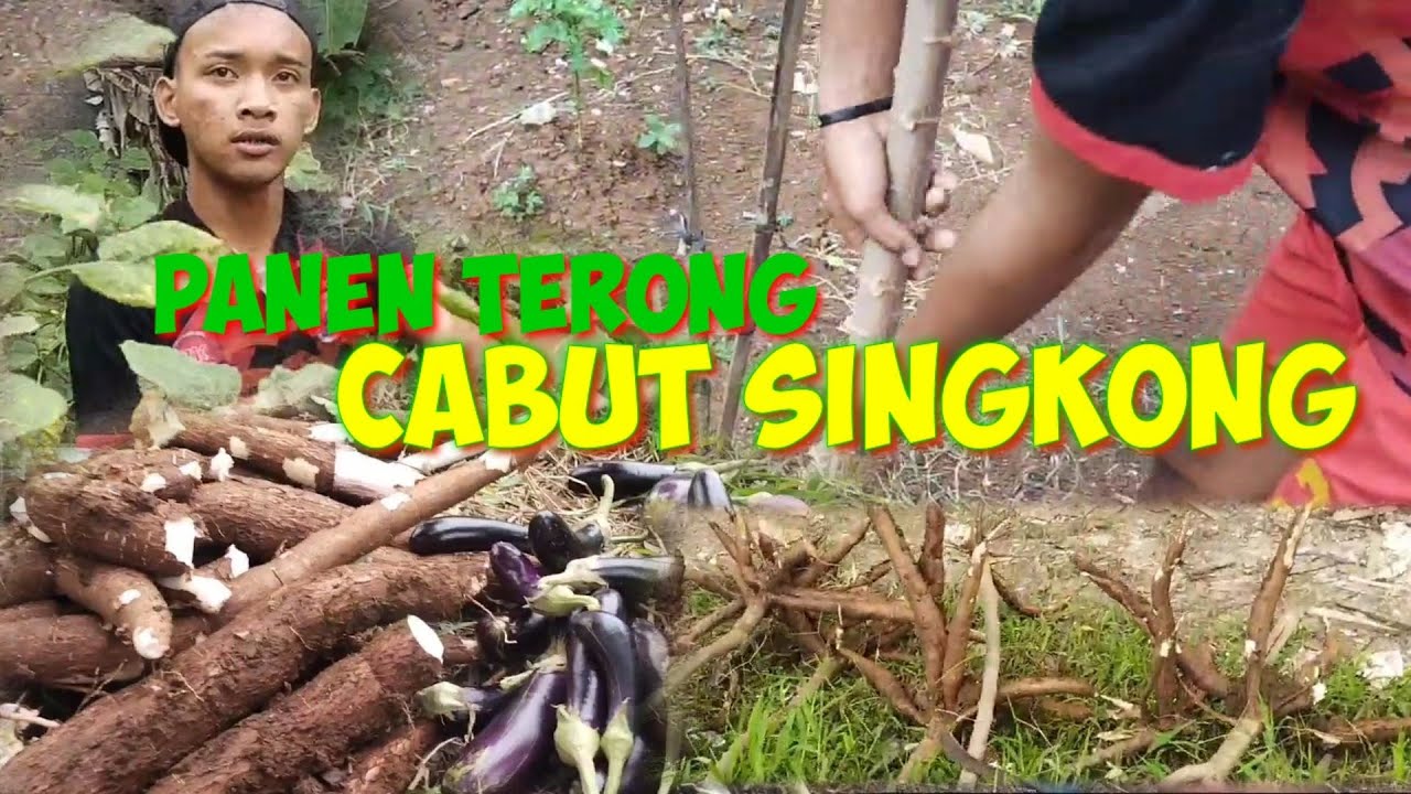 cabut singkong petik terong di kebun||suasana sore hari di kebun yang damai||hidup di desa - YouTube