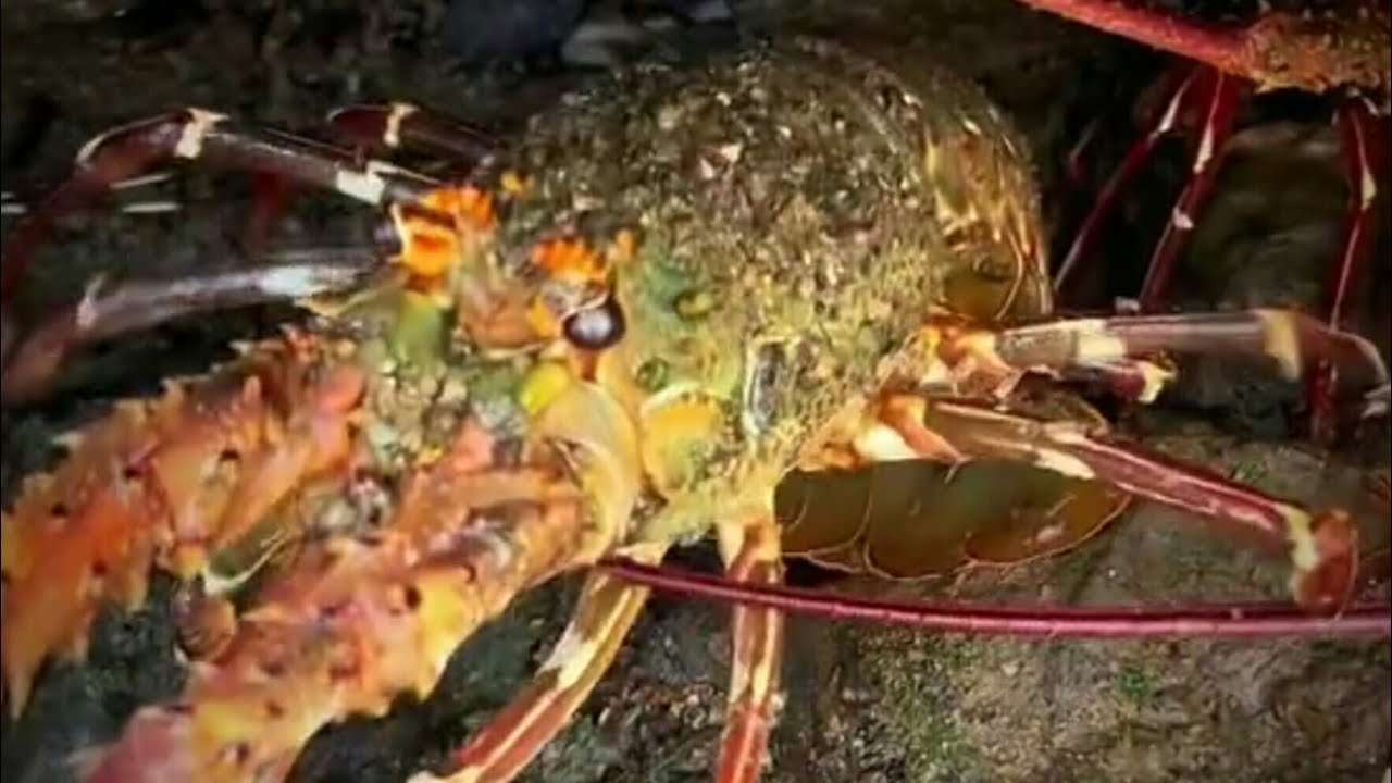 Giant Lobster Catch & amazing shrimp fishing videos! Giant smashing ...