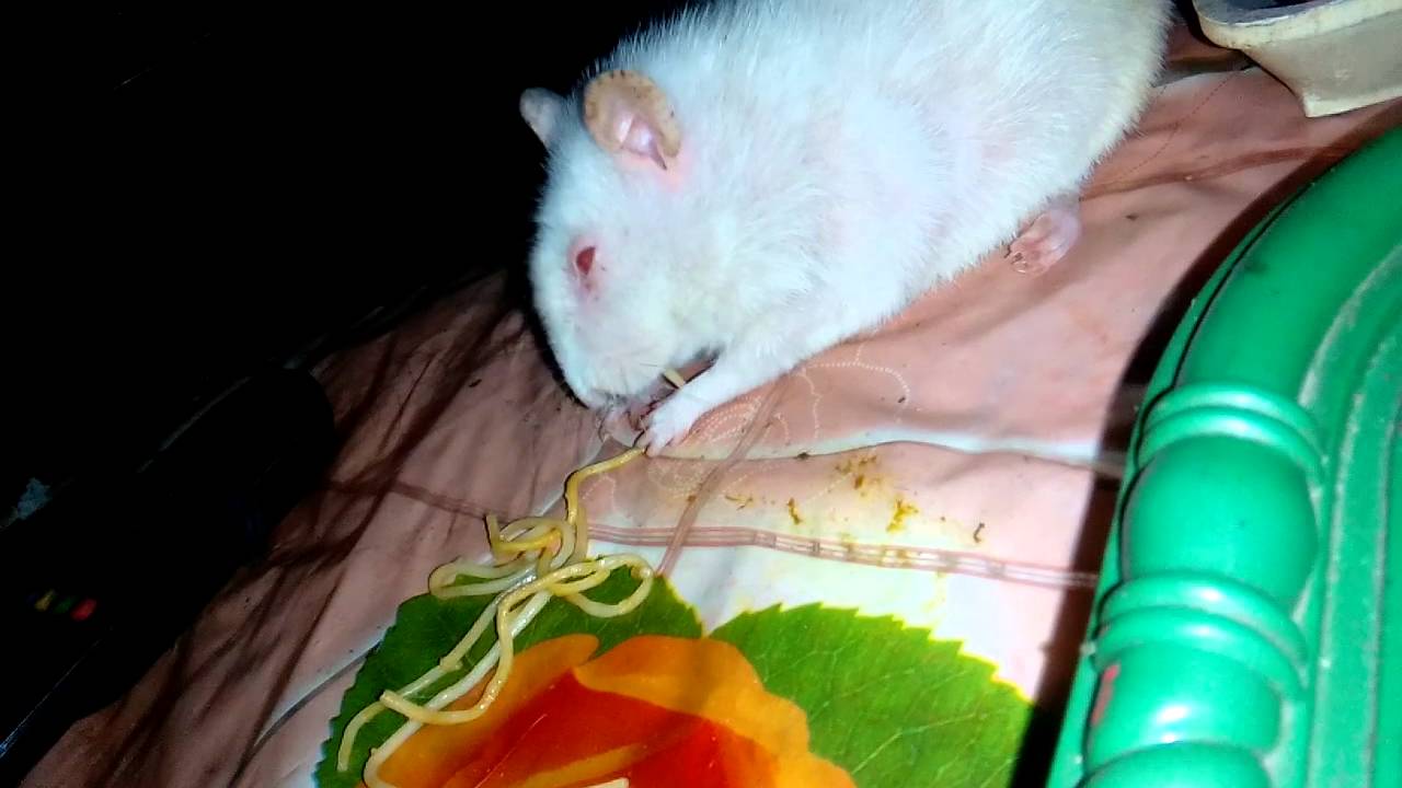 My pet mouse - YouTube