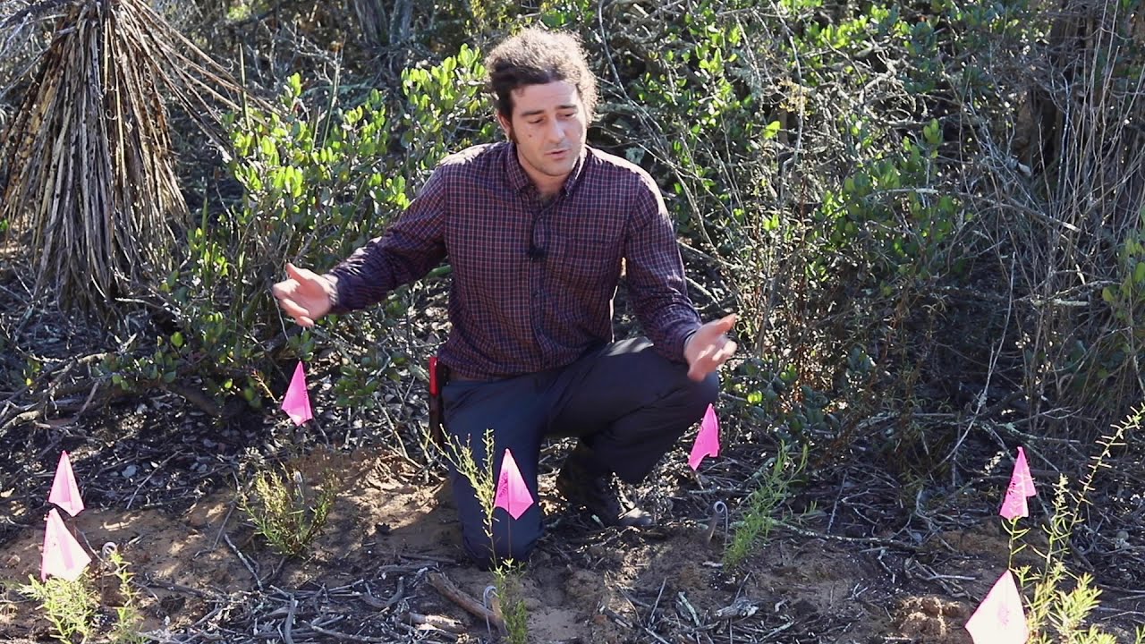 Tony, Baccharis vanessae, Encinitas baccharis - YouTube