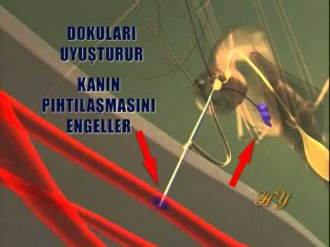 SİVRİSİNEĞİN YARATILIŞINDAKİ MUHTEŞEM DETAYLAR
