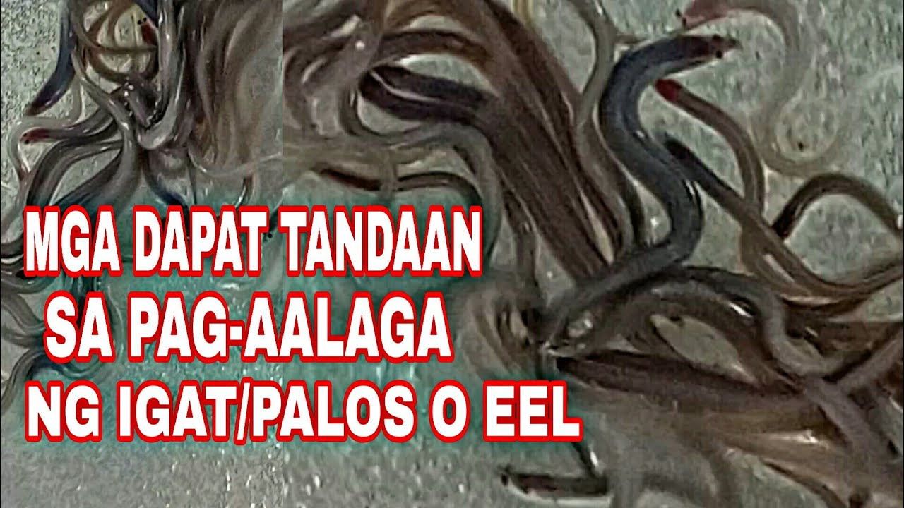 TEASER: MGA DAPAT TANDAAN SA PAG-AALAGA NG IGAT/PALOS O EEL | ANG LAKI ...