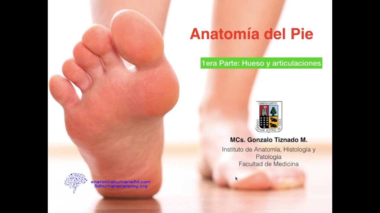 Anatomía del Pie: Parte 1 Articulaciones - YouTube