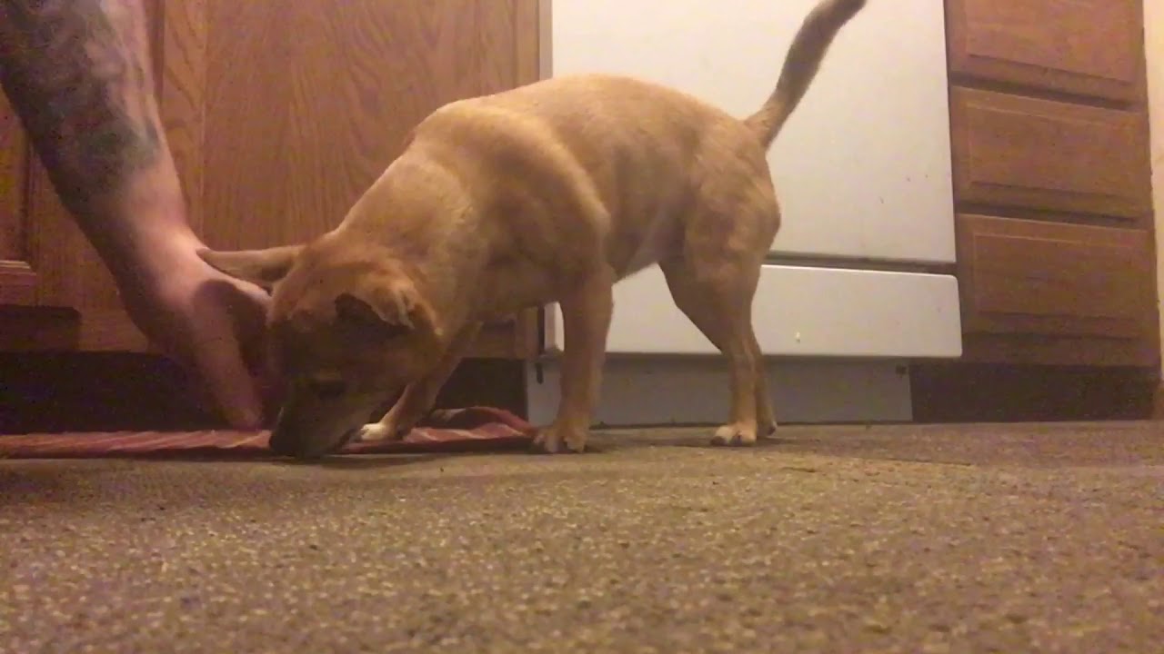 How To Teach Your Dog To Find Your House Keys - YouTube