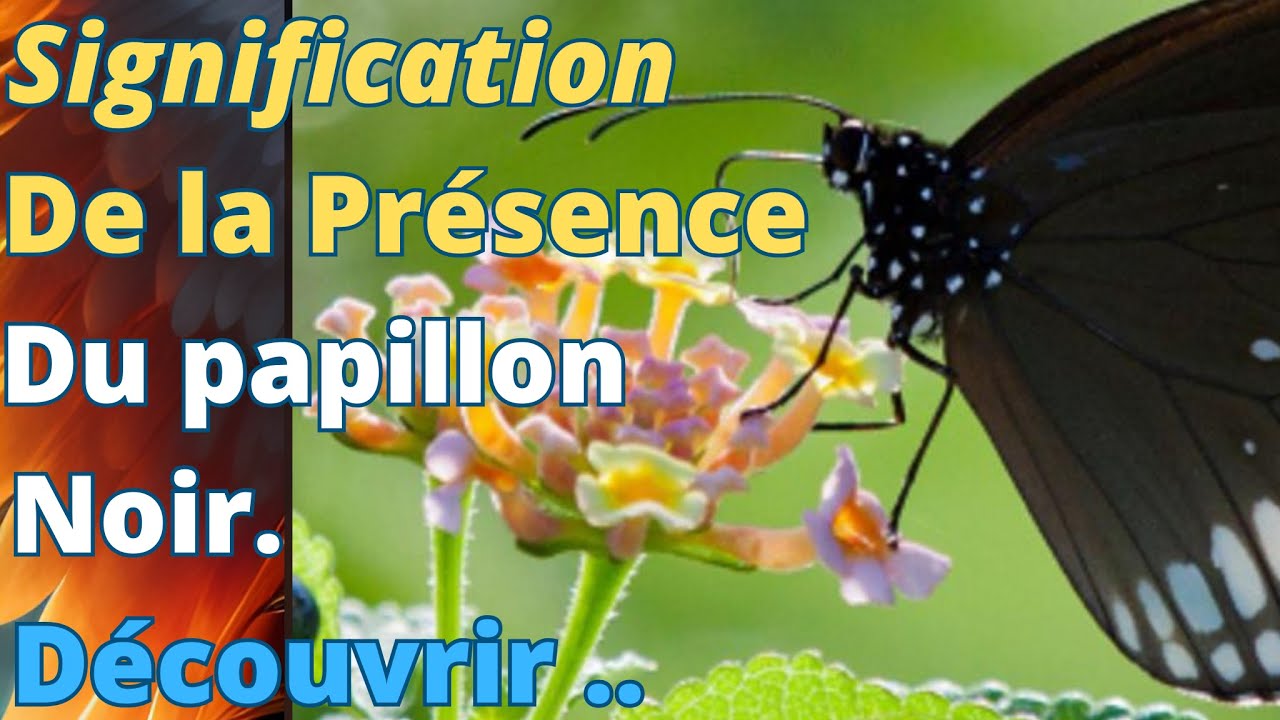Signification de la présence du papillon noir. Découvrez .. ce secret ...