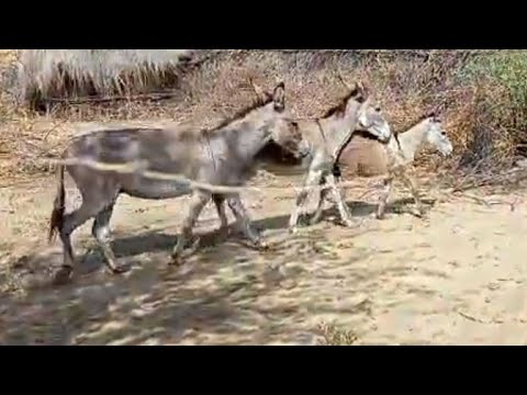 Donkey meeting vedio 🧐😁