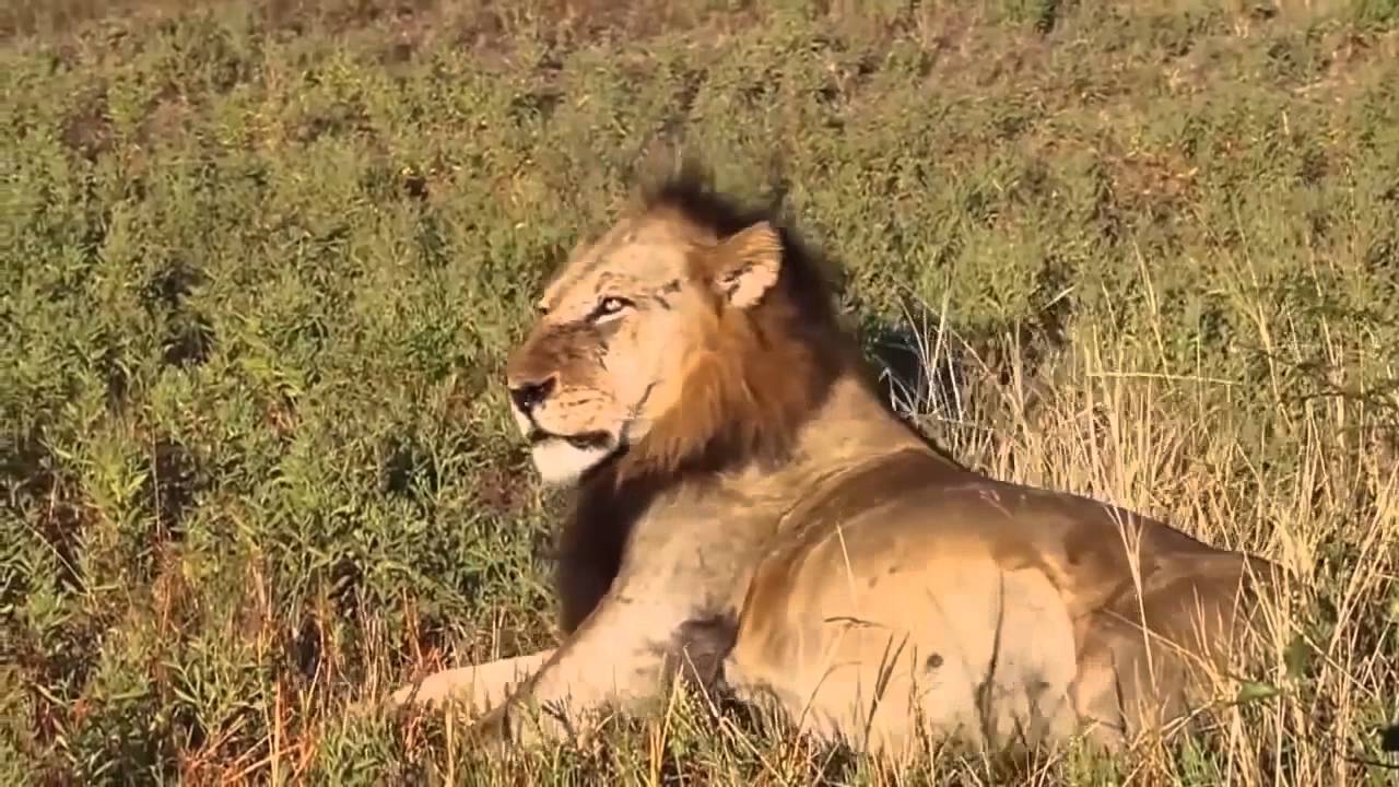 Epic Animals Farting - YouTube