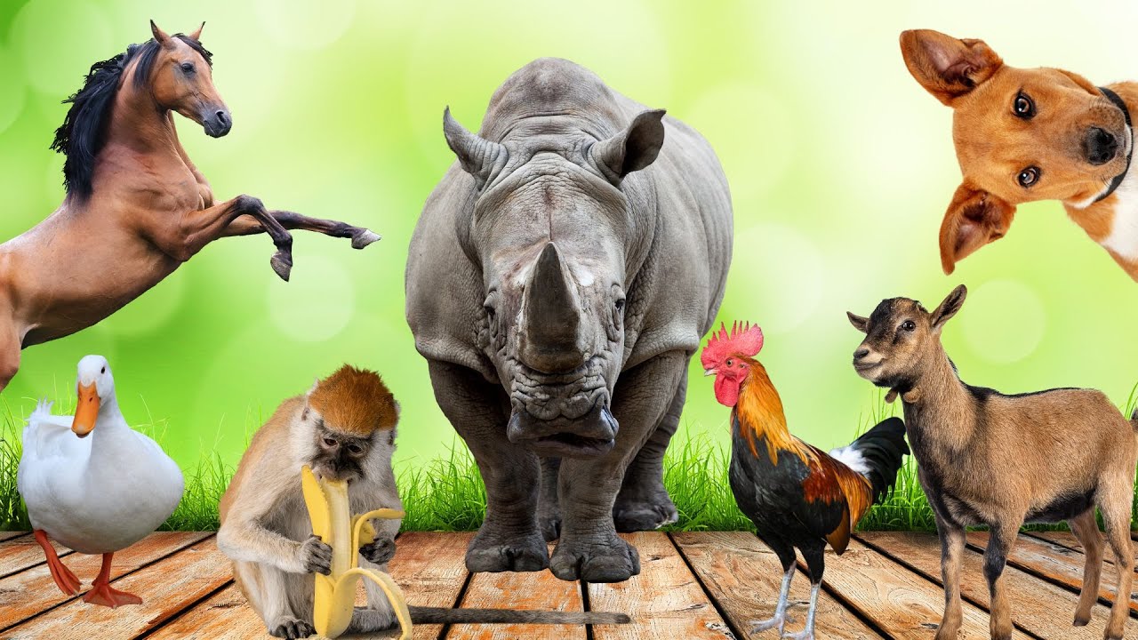 Learn About Animals (Part 1) - Goat, Chicken, Monkey, Rhinoceros, Duck ...