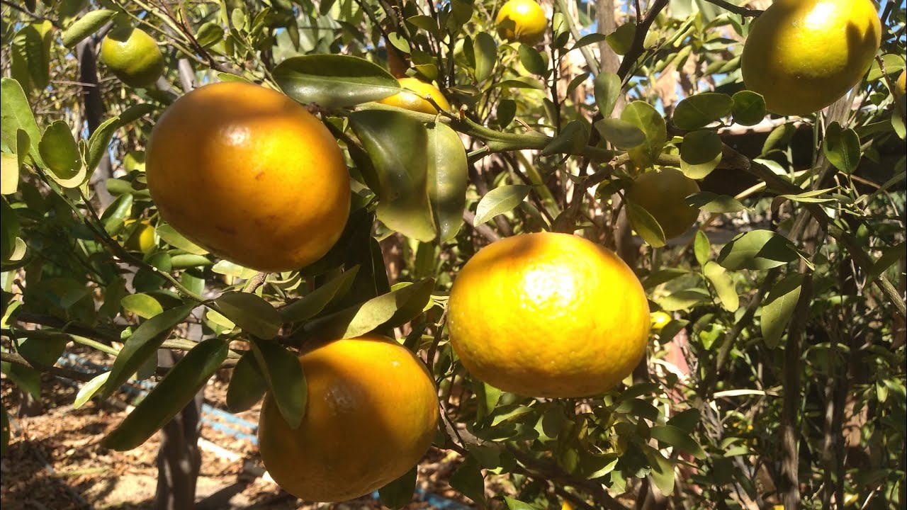 ENXERTIA EM MEXERICA E MOSTRANDO O RESULTADO . - YouTube