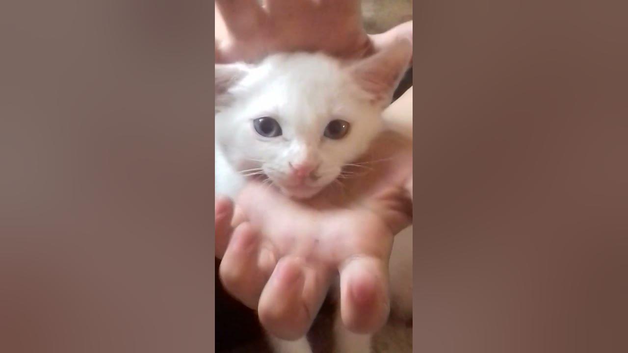 قطتنا كيتي 🐈🐱😻😻 Youtube
